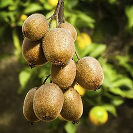 Kiwi Fruit (Air Layered/Guti Kolom) Live Plant" Special Variety" (Fruit ...