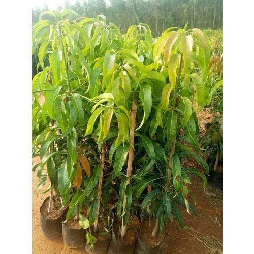 Buy Cloud Farm Rare Dwarf King of Mango Alphonso Grafted 1 y Live CF_07 ...