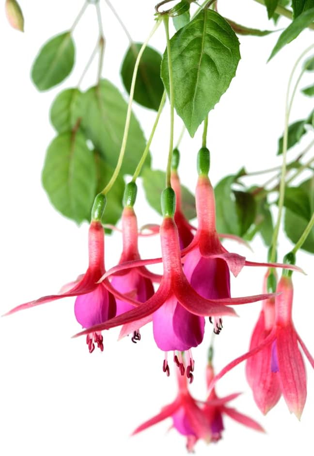Fuchsia Plants - 'Blaze Away' - 1 x Full Plant in 1 Litre Pot ...