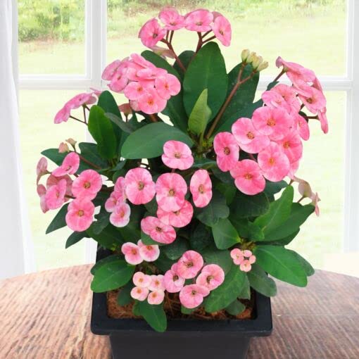 go4plants Euphorbia milli (Pink) Cactus plant With pot : Amazon.in ...