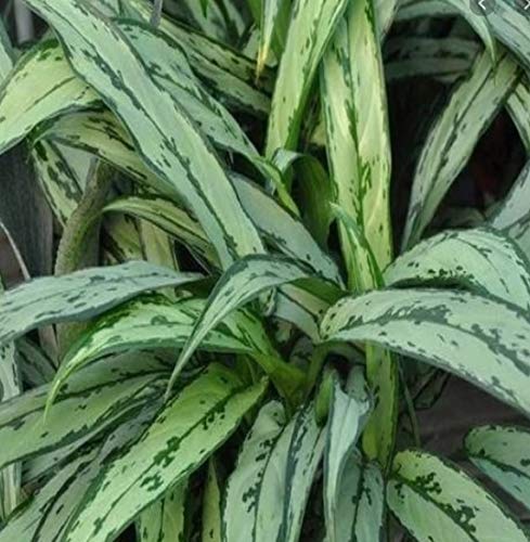 Mandy's Farm Aglaonema/Chinese Evergreen/Cutlass Live Plant : Amazon.in ...