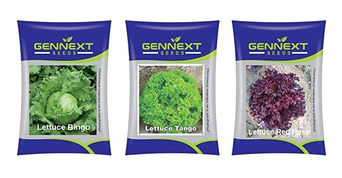 GENNEXT SEEDS label Lettuce Combo Pack Of 3 Varieties- Iceberg Type ...