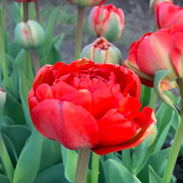 Live Green Tulip Red Double Flower Bulbs - Pack of 1 Bulbs : Amazon.in ...