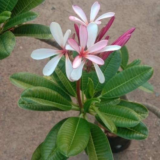 Cloud Farm Live Pink Champa/Plumeria/Champak/Kathchapa/Wood champa ...