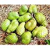Amazon.com : TomorrowSeeds - Soursop Tree Seeds - 5+ Count - for 2025 ...