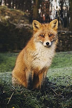 The Sly Red Fox Journal : Cool Image: Amazon.in: Books