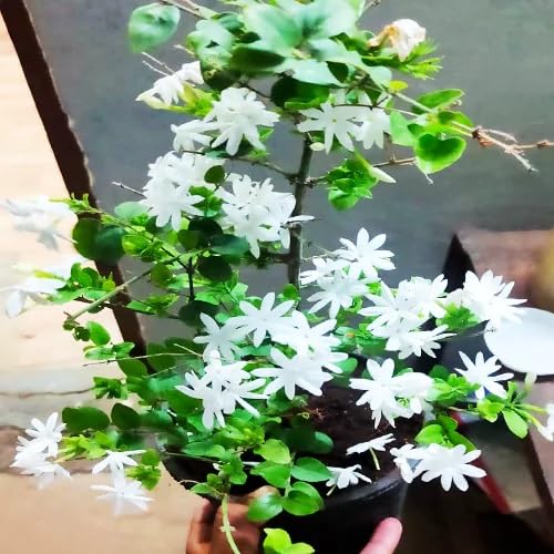 ADITYA GREEN PLANTS AGP® Kunda, Downy Jasmine Flower Plant(1 live plant ...