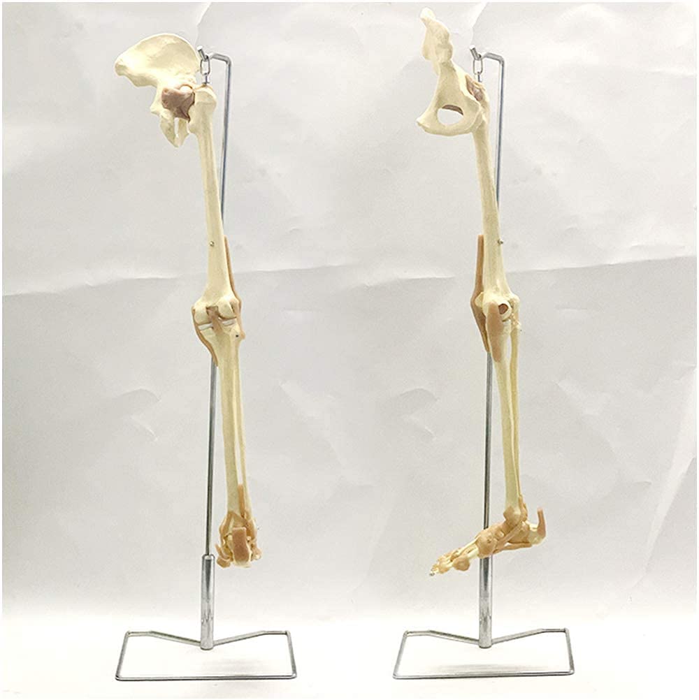 Jjff Lower Limb Bone Model Life Size Human Skeleton Lower | Desertcart ...