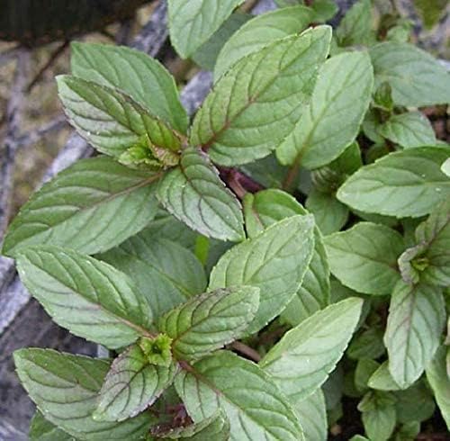 Amazon.com : MITRAEE 100pcs Mint Chocolate Plant Seeds : Patio, Lawn ...