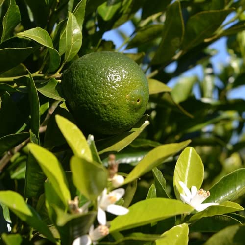 Bergamot orange tree - How to grow & care