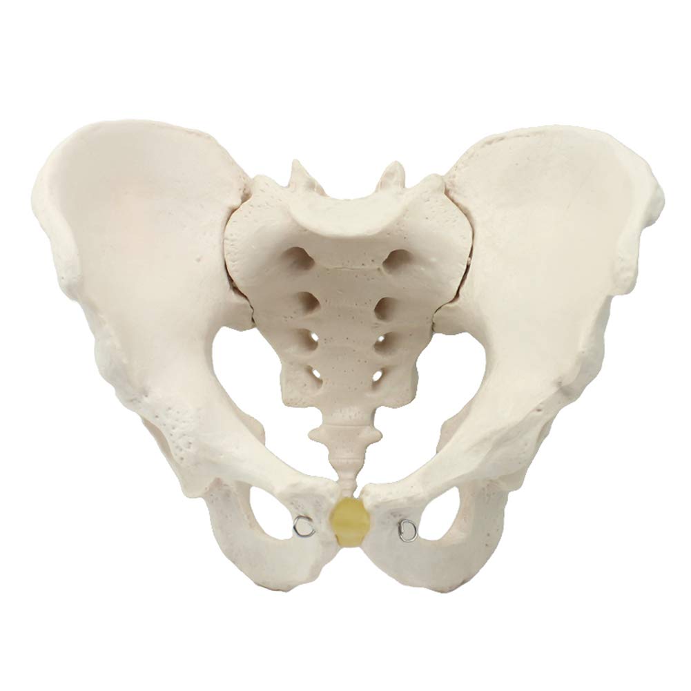 Buy Female Pelvis Model Real Size Skeleton, Pelvic, Humerus, Pubic ...