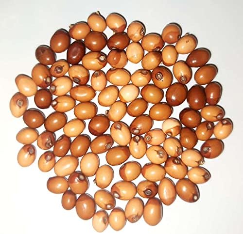 Pmw - Rarest Type of Gunja - Yellow Gunja - Rosary Pea - Set of 11 ...