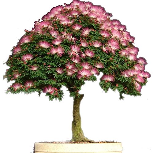 Nema Dwarf Albizia Flower seeds called Mimosa Silk Tree - 20 Seeds ...