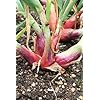 Amazon.com : TomorrowSeeds - Monique French Shallot Sets (Bulbs) - 1/2 ...
