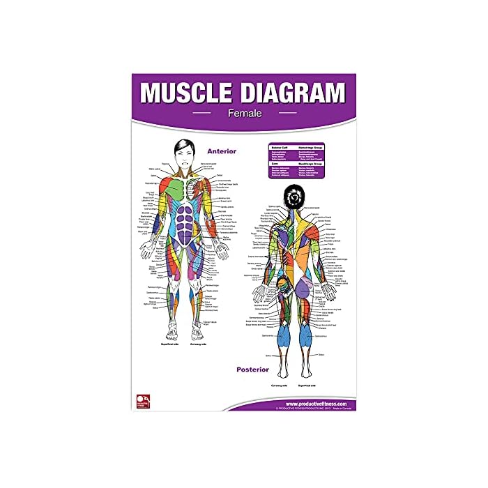 Buy PREMIUM FEMALE MUSCLE DIAGRAM - Anterior and Posterior Muscle Chart ...