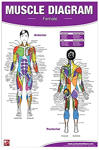 Premium Female Muscle Diagram Anterior And Posterior Muscle Chart ...