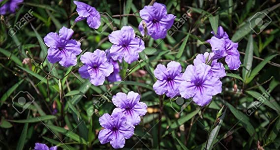 Ashokavanam Ruellia tuberosa plant (snapdragon root, popping pod ...