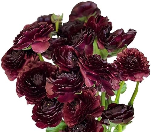 Amazon.com : Easy to Grow Italian Ranunculus 'Cloni Success Nerone ...