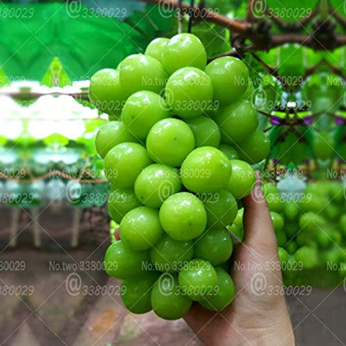 Buy 50pcs Sapphire Grape Bonsai Rare Shine-Muscat Grape Fruit Bonsai ...