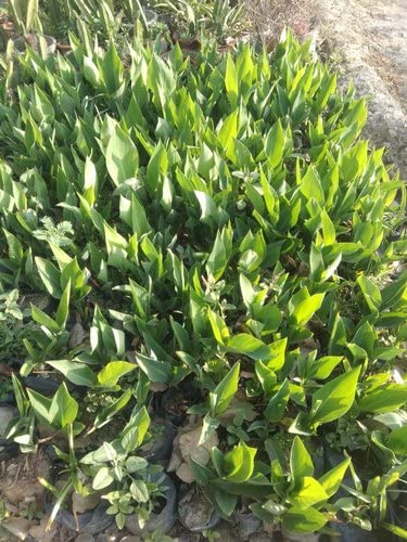 WoFLoo Vaijayanti mala- Live Plant Indoor/Outdoor : Amazon.in: Garden ...