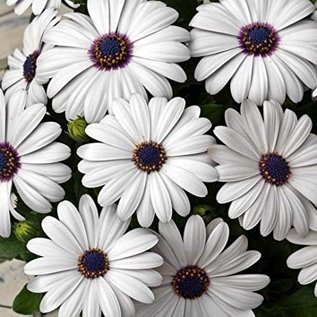 Dimorphotheca White Flower Seeds (Pack of 30 Seeds) : Amazon.in: Garden ...