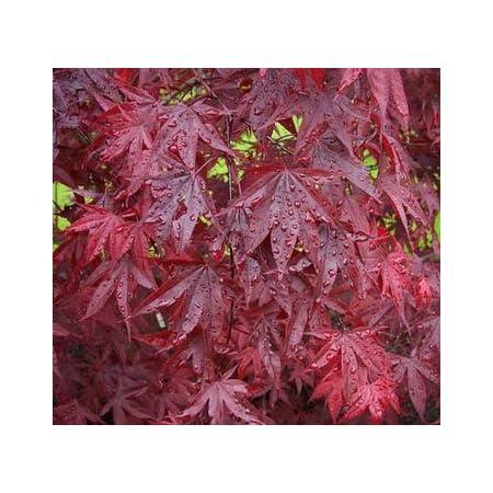 Amazon.com : Emperor One Japanese Maple 3 - Year Live Plant : Patio ...
