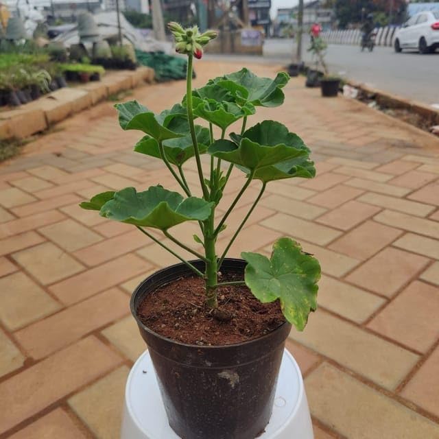 Geranium Planting And Care colour) inch 6 Garden perfect Living Live ...