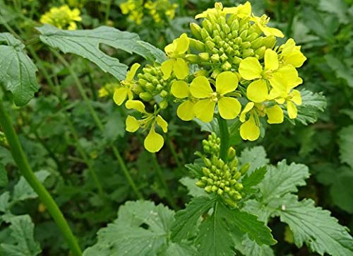 Famous Garden Live"Safed Sarso""White Mustard" Herbal Plant With Pot ...