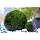 Luffy Marimo moss Balls - Healthy Fluffy Green Java Moss Balls Aquarium ...