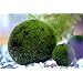 Luffy Marimo moss Balls - Healthy Fluffy Green Java Moss Balls Aquarium ...