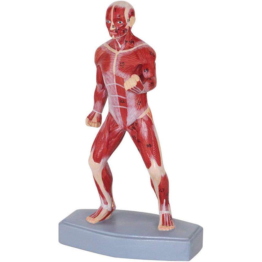 Miniature Muscular System Model Human Muscles Anatomy Model Displaying ...