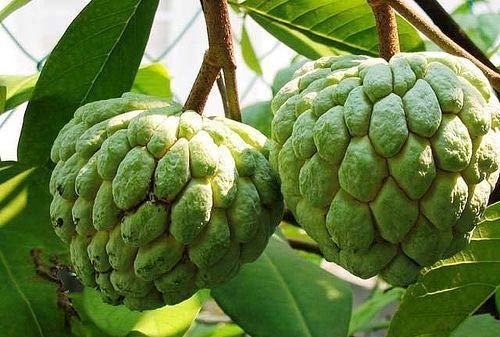 IndianAgro CUSTARD APPLE Fruit Plant - Atta Fruit -Annona Reticulata ...