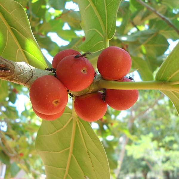 Mphmi Nursery Delhi Plant NCR Tree of Odisha, Banyan - Plant : Amazon ...