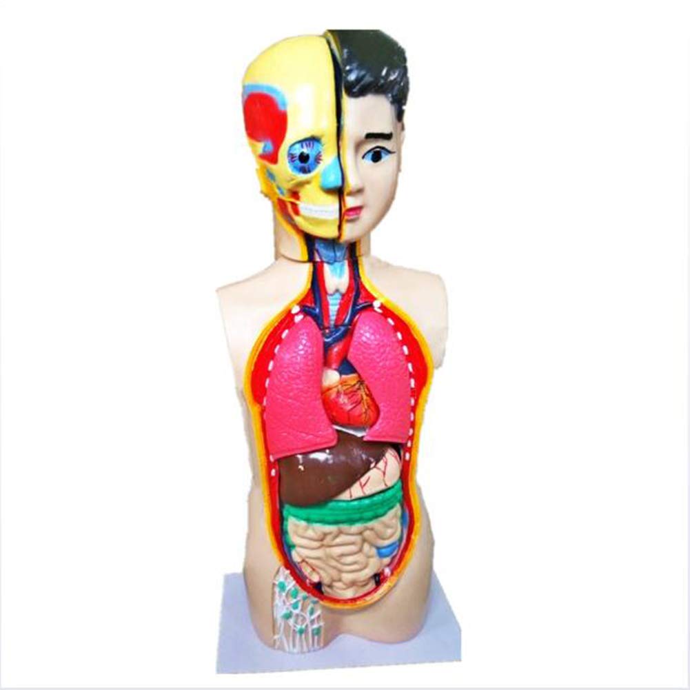 Buy Juvenile Human Torso Body Model Anatomy Anatomical Medical Internal ...