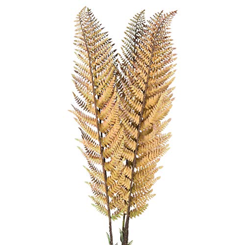 The Recipe Single Autum Fern Stem – BigaMart
