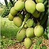 Amazon.com : Grafted Mango Tree Plant, Live Keo Mango Tree Well Rooted ...