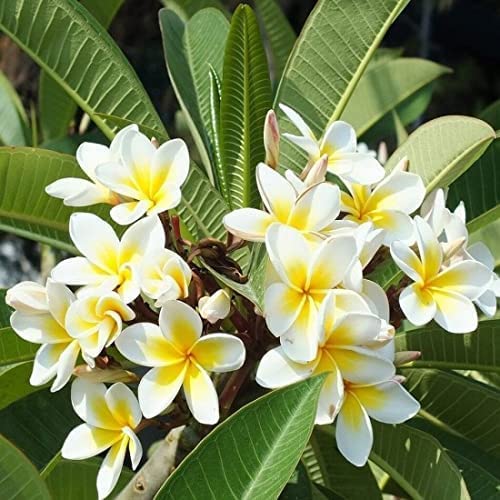 Sunshine Tree Word,Champa, White Champak Mulana Champa Plant Son Champa ...