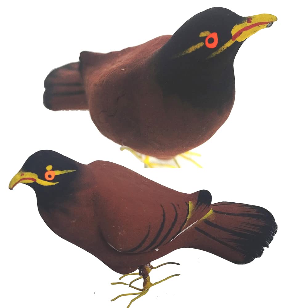 Maina Bird Clipart Cartoon