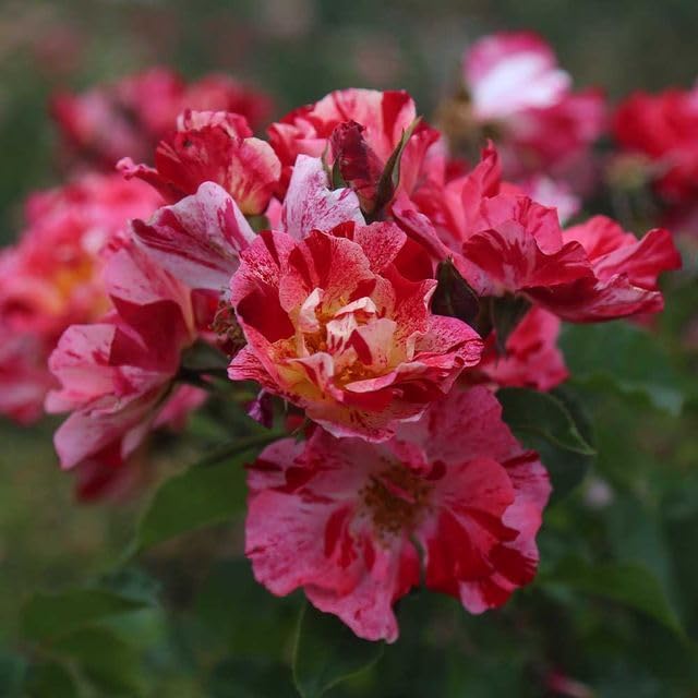 Amazon.com : Heirloom Roses Climbing Rose Plant - Fourth of July™ Red ...