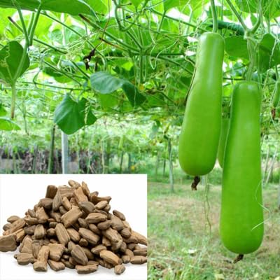 NatureHills bottle gourd seeds Loki Vegetable Seeds Pack of 10g, 50 ...