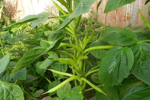 Creative Farmer Vegetable Seeds Kothamara Seeds - Guar Bean Seeds Home ...