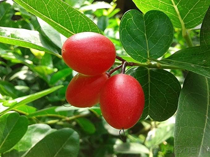 Rare Karonda, Carandas, Koromcha Carissa Carandas Live Plant Original ...