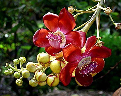 SHOP 360 GARDEN Very Rare Flower Plant - Nagalinga / Shiva Linga tree ...