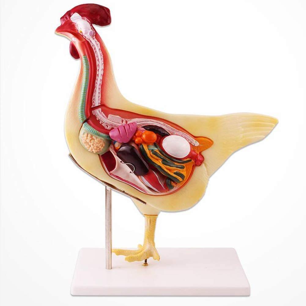 Buy Anatomical Model of Gallina, Anatomical Model of Animal and Poultry ...