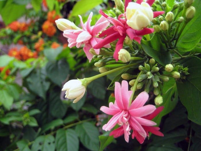 Creative Farmer Madhumalti Creeper - Double Petals Rangoon Plant With ...