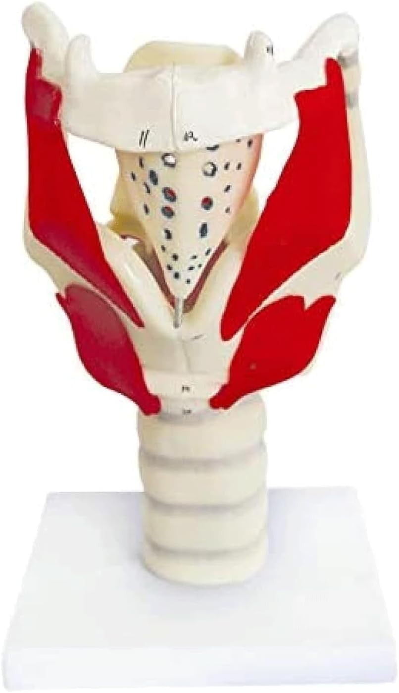 Amazon.com: ATIJAA Human Model Human Anatomy Throat Model,Larynx ...