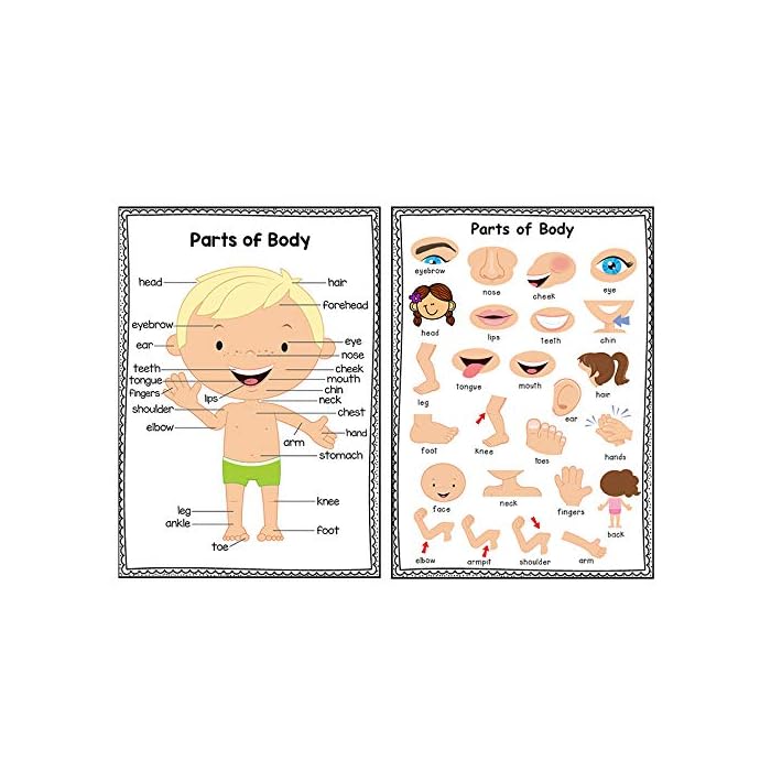 Buy Richardy Body Parts A4 Educational Posters Flashcards Preschool ...