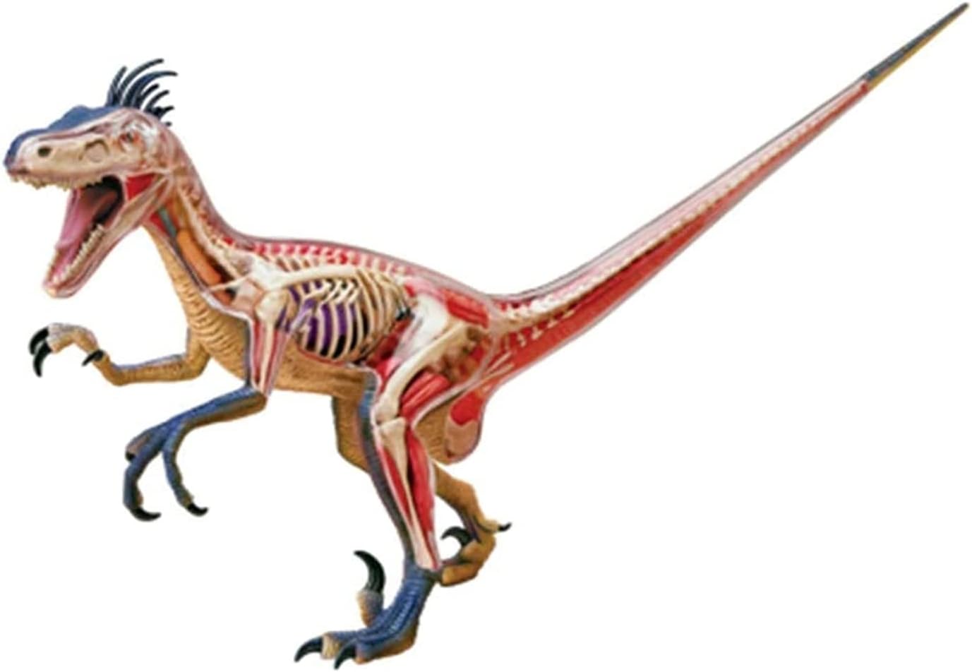 Teaching Model Dinosaur Anatomy Model Animal Anatomical Model Medical