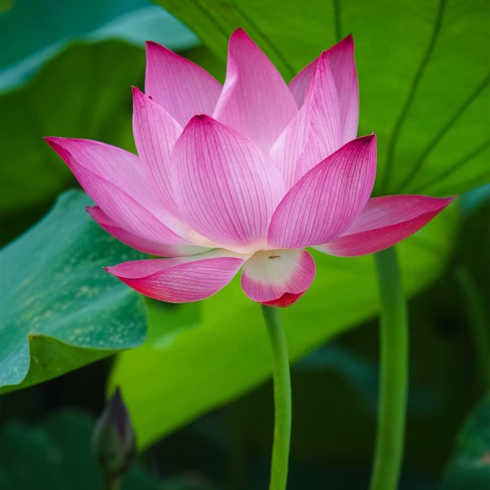 Amazon.com : DouxiE 50pcs Non-GMO Pink Sunflower Seeds for Planting ...