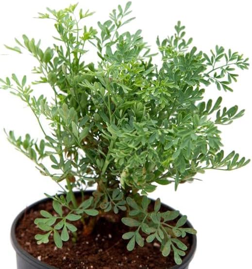 Hierba de la Gracia Ruda o Ruta Graveolens Planta Viva: Amazon.es: Jardín